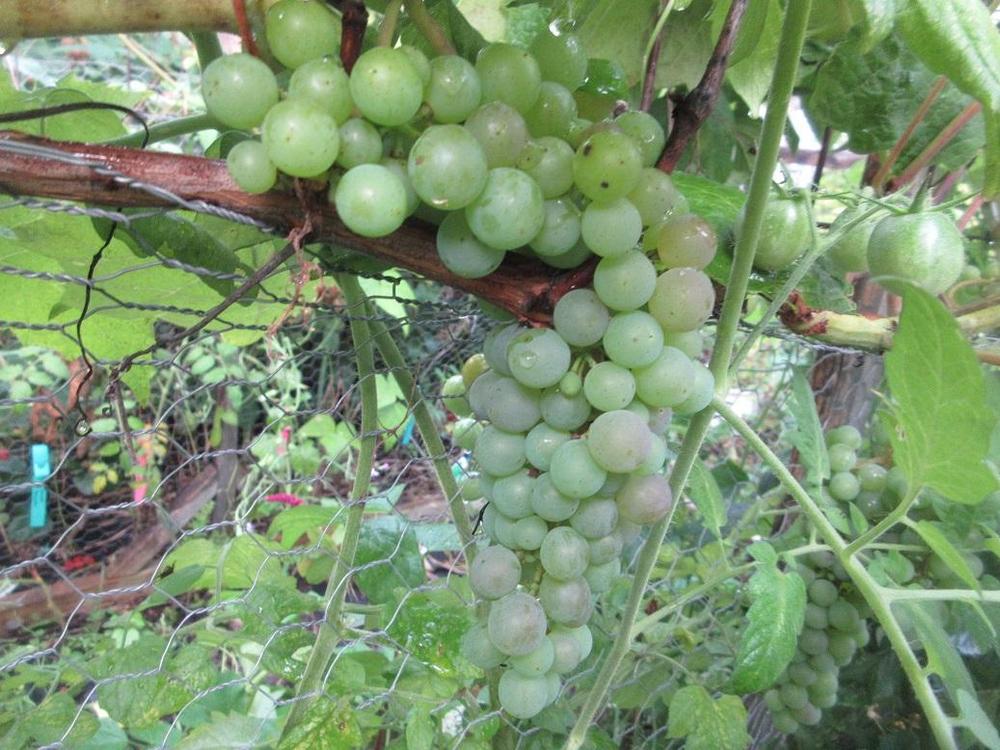 Photo of the fruit of Seedless Grape (Vitis 'Canadice') posted by ...