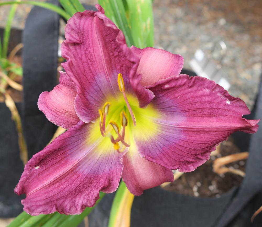 Daylily (Hemerocallis 'Fancy Illusion') in the Daylilies Database - Garden.org