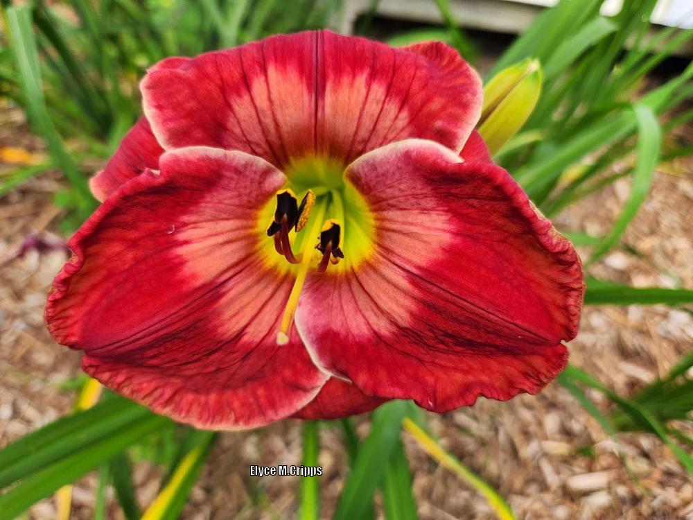 Daylily (Hemerocallis 'Flaming Lips') in the Daylilies Database - Garden.org