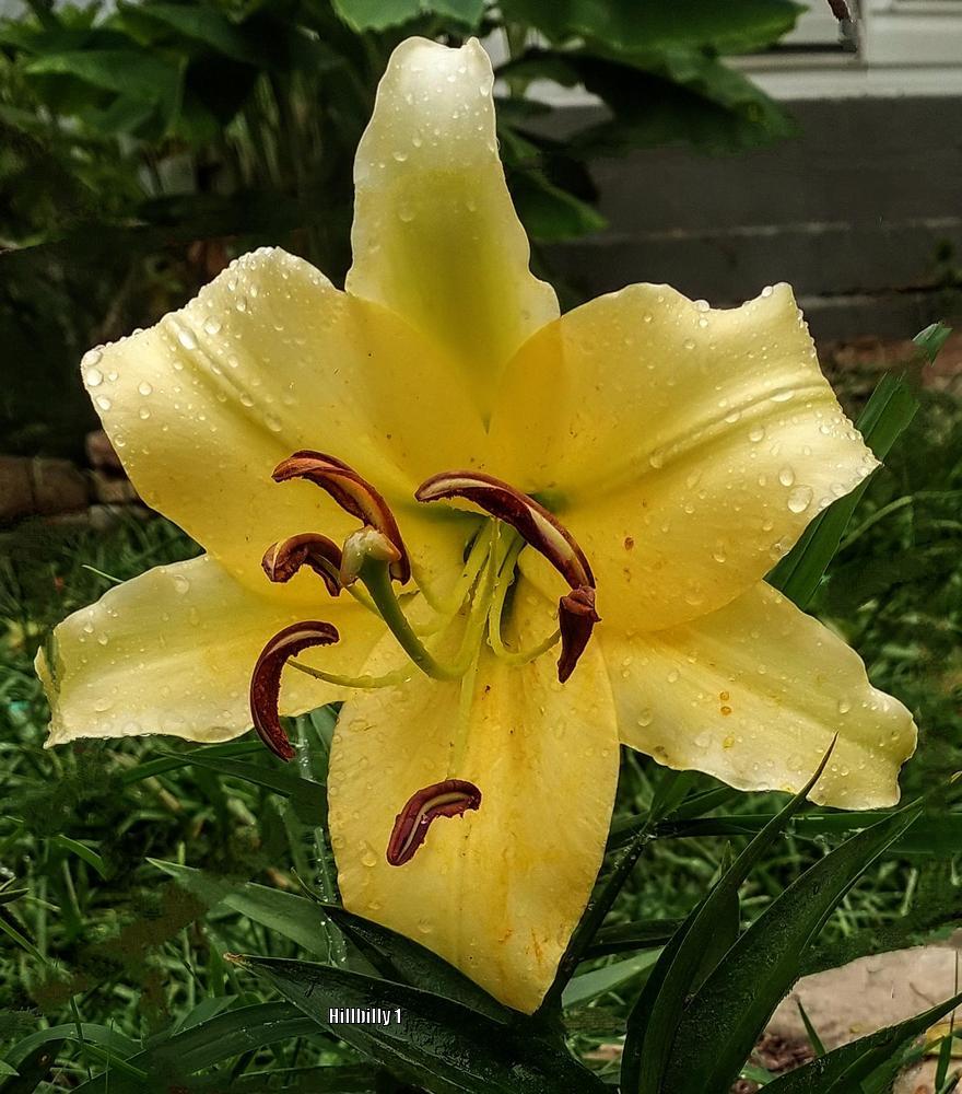 Photo of the bloom of Lily (Lilium 'Shine On') posted by HoodLily ...