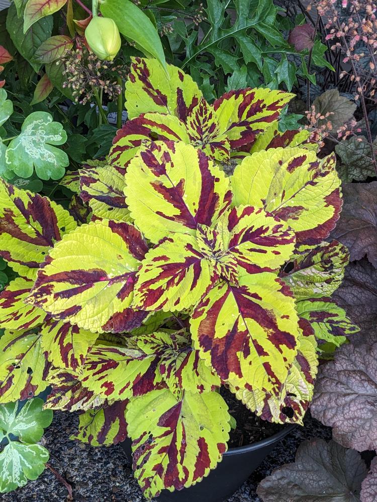 Photo of the leaves of Coleus (Coleus scutellarioides Stained ...