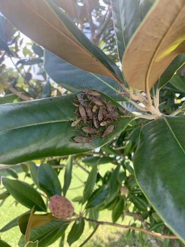 Southern Magnolia tree pests in the Ask a Question forum - Garden.org