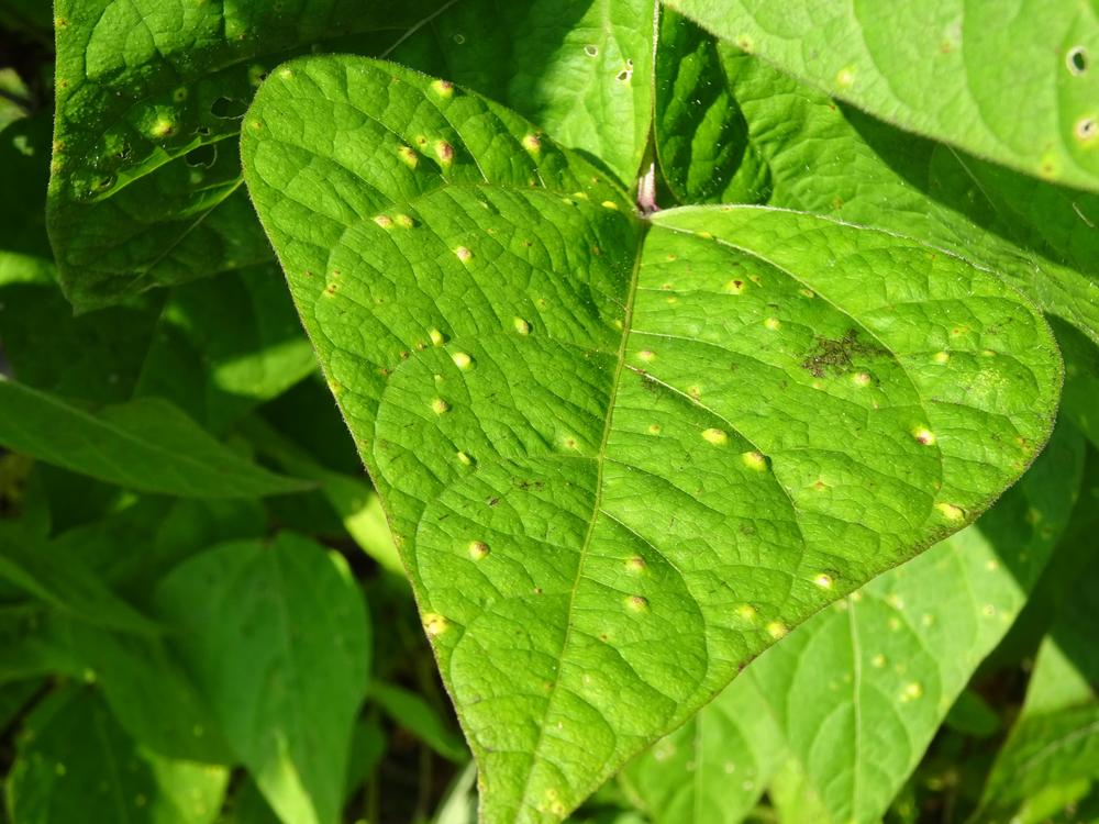 What is attacking my pole bean leaves? in the Ask a Question forum ...