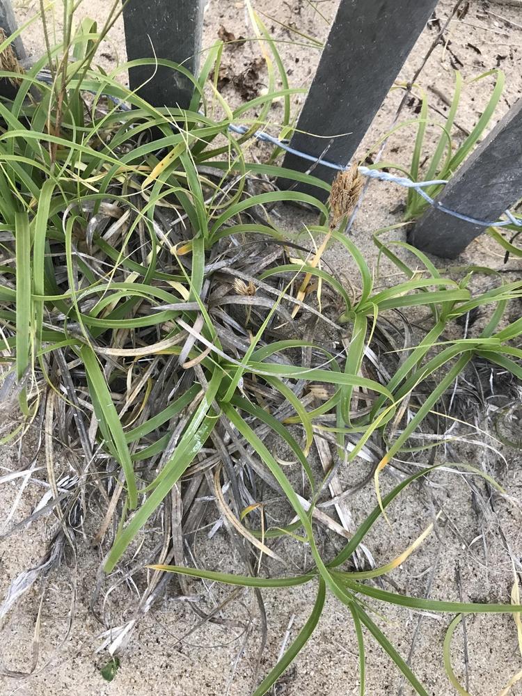 Photo of the entire plant of Japanese Sedge (Carex kobomugi) posted by ...