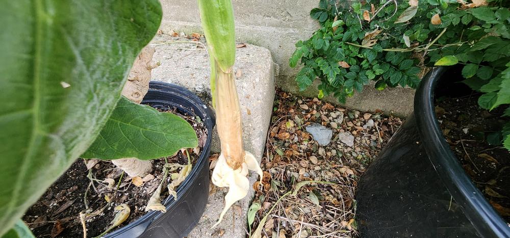 Blooms not opening in the Brugmansias forum - Garden.org