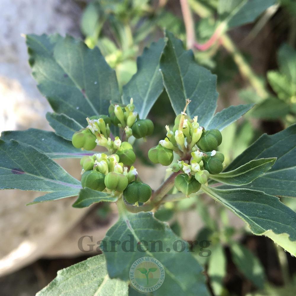 Photo of the bloom of David's Spurge (Euphorbia davidii) posted by ...