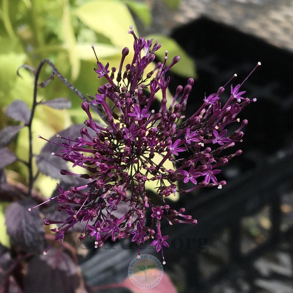 Photo of the bloom of Blue Throatwort (Trachelium caeruleum 'Lake ...