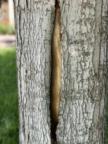 Bark on trunk splitting in the Ask a Question forum - Garden.org