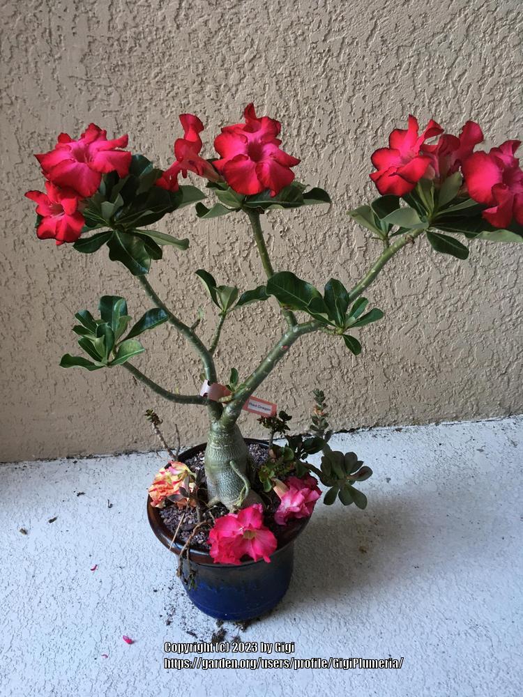 Photo of the entire plant of Desert Rose (Adenium 'Red Dragon') posted ...