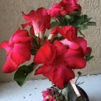 Photo of the bloom of Desert Rose (Adenium 'Red Dragon') posted by ...
