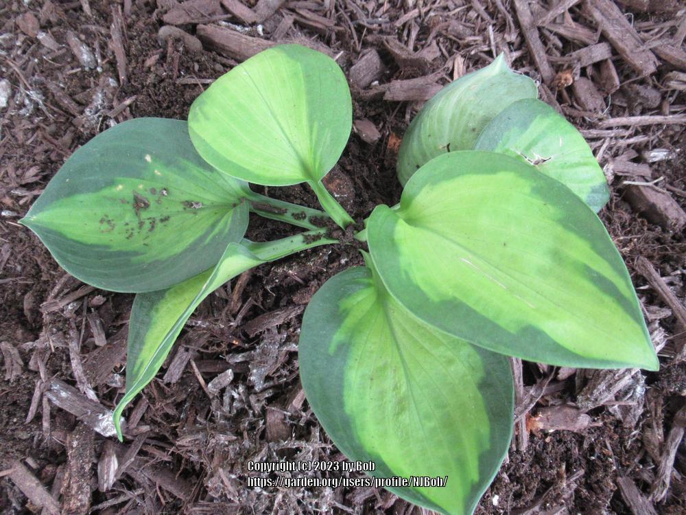 Hosta 'Sunset Grooves' in the Hostas Database - Garden.org