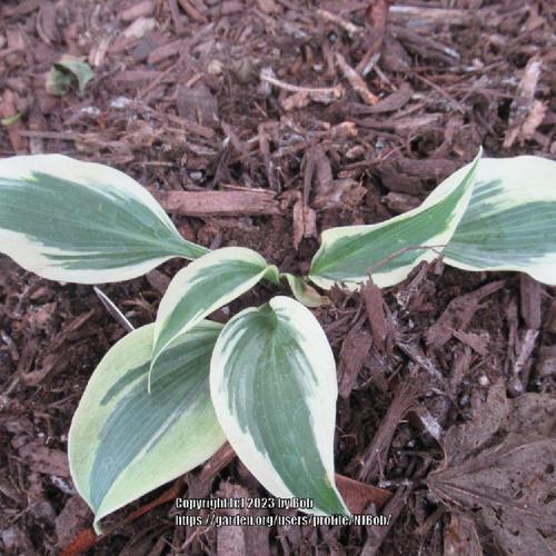 Hosta 'Firn Line' in the Hostas Database - Garden.org