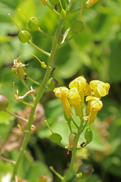 Photo of the bloom of Bladderpod (Alyssoides utriculata) posted by ...