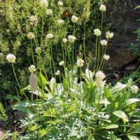 Photo of the entire plant of Victory Onion (Allium victorialis) posted ...