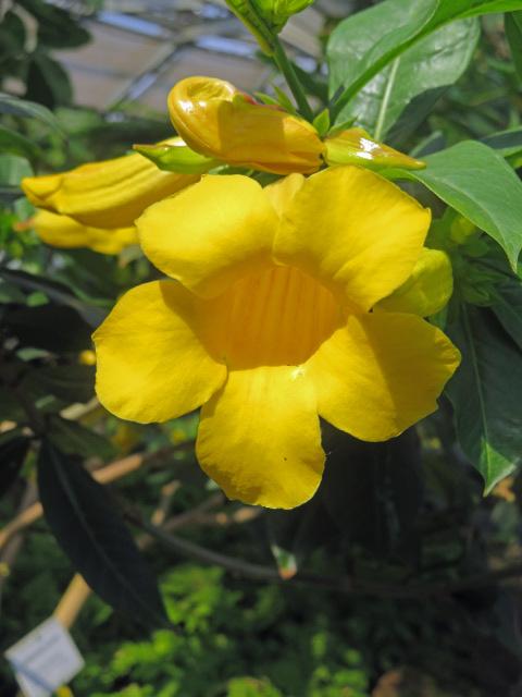 Photo of the bloom of Bush Allamanda (Allamanda schottii) posted by ...