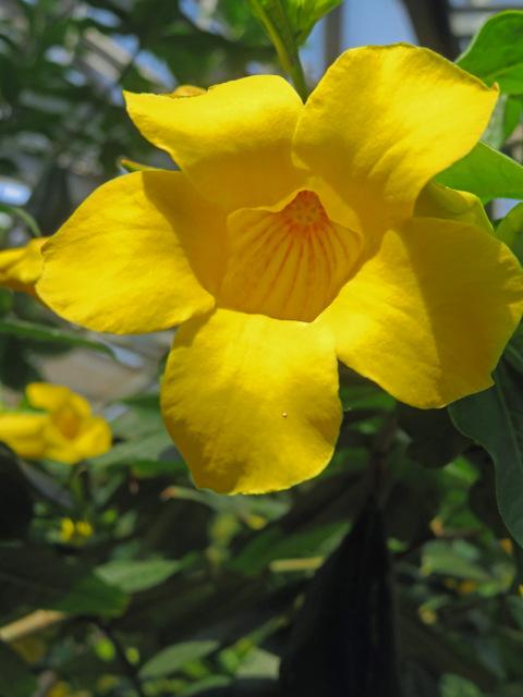 Photo of the bloom of Bush Allamanda (Allamanda schottii) posted by ...