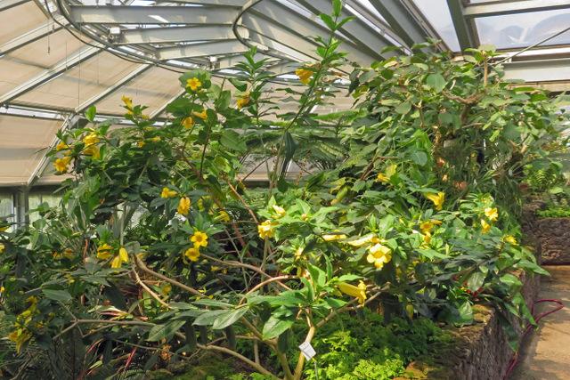Photo of the entire plant of Bush Allamanda (Allamanda schottii) posted ...