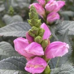 Turtlehead (Chelone lyonii Tiny Tortuga) - Garden.org