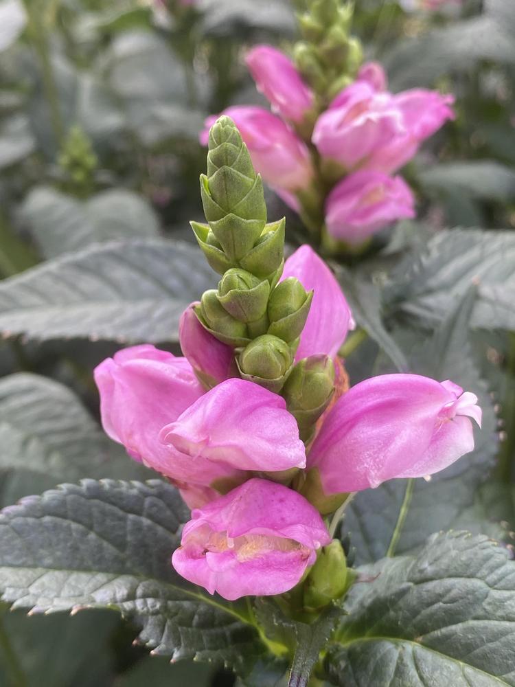 Turtlehead (Chelone lyonii Tiny Tortuga) - Garden.org