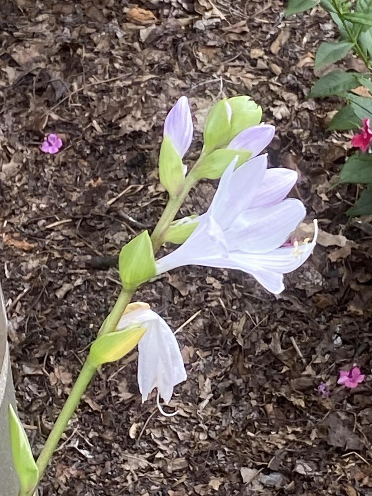 Hosta 'Fragrant Fire' in the Hostas Database - Garden.org