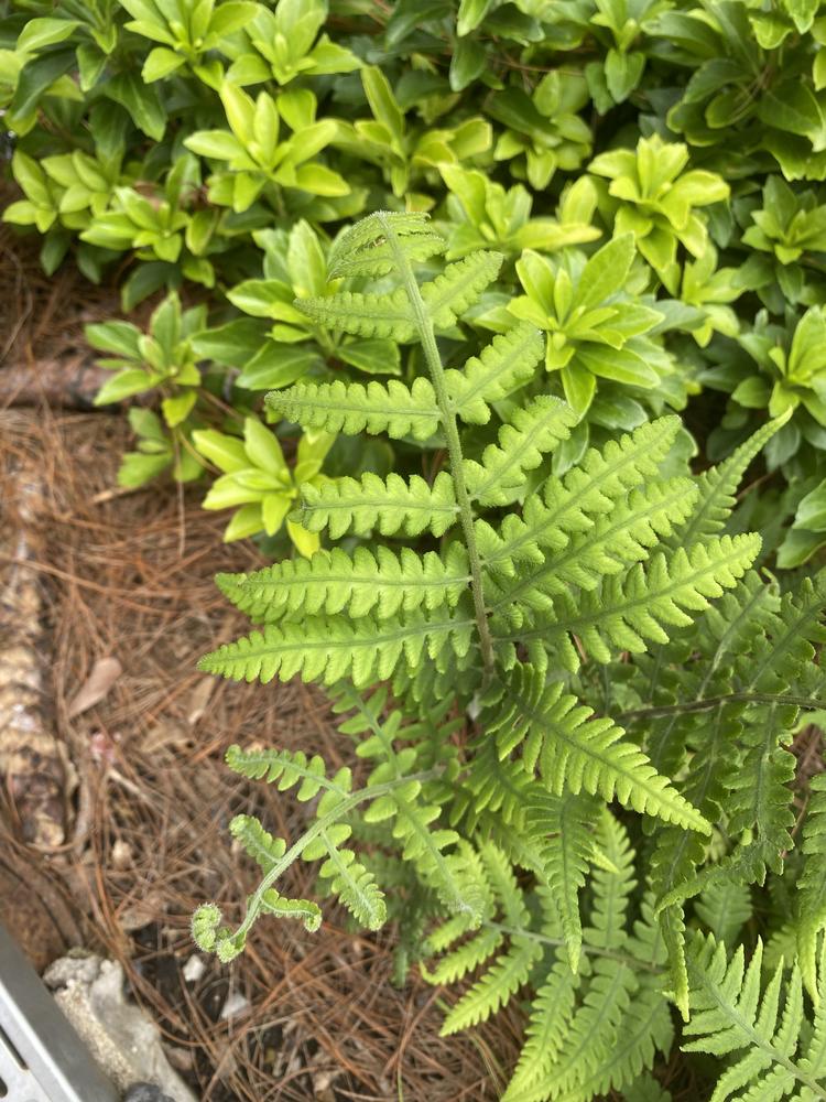 Photo of the leaves of Japanese Lady Fern (Deparia petersenii) posted ...