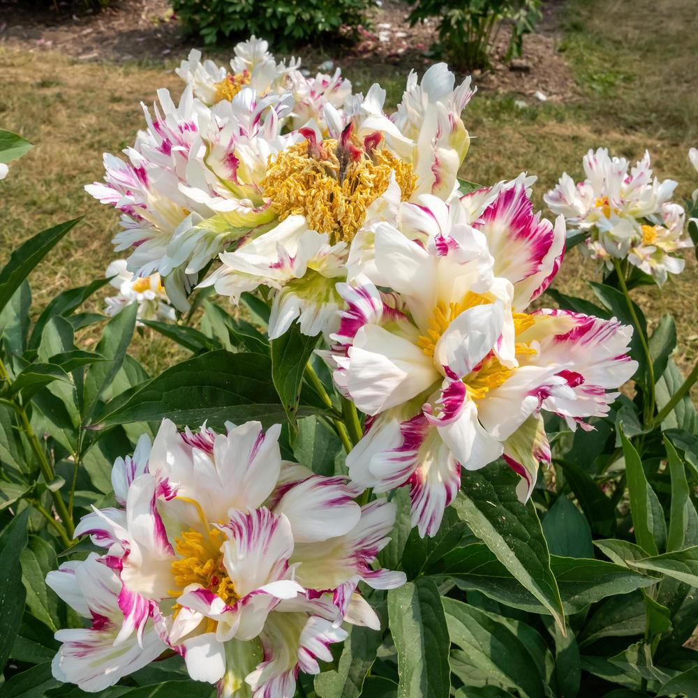 Peony (Paeonia lactiflora 'Crazy Daisy') in the Peonies Database ...