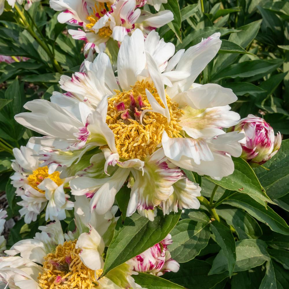 Photo of the bloom of Peony (Paeonia lactiflora 'Crazy Daisy') posted ...