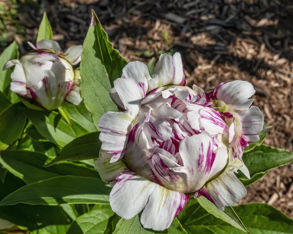 Photo of the closeup of buds, sepals and receptacles of Peony (Paeonia ...