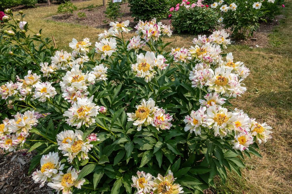 Photo of the entire plant of Peony (Paeonia lactiflora 'Crazy Daisy ...