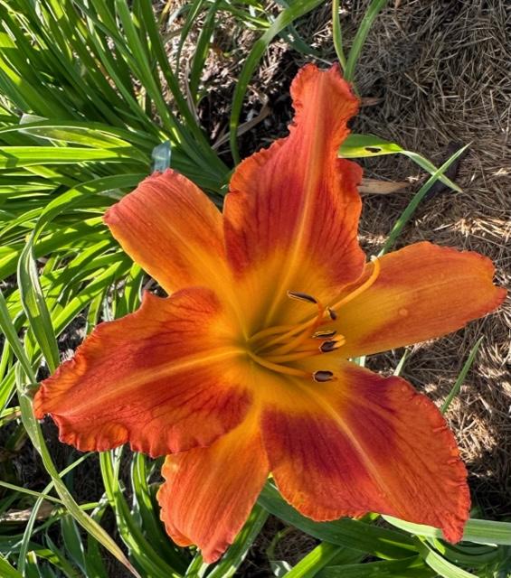Daylily (Hemerocallis 'Supreme Scream') in the Daylilies Database ...