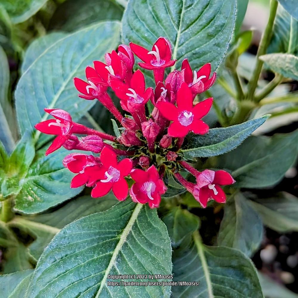 Photo of the bloom of Egyptian Star Cluster (Pentas lanceolata Starcluster™ Red) posted by ...
