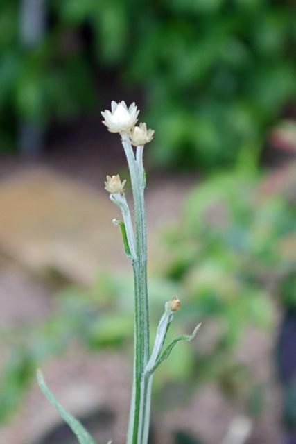 Photo of the closeup of buds, sepals and receptacles of Winged ...