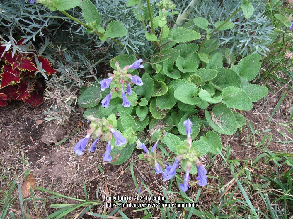 Salvia (?) id in the Plant ID forum - Garden.org