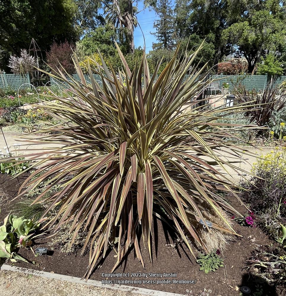 Photo of the entire plant of Forest Cabbage Tree (Cordyline banksii ...
