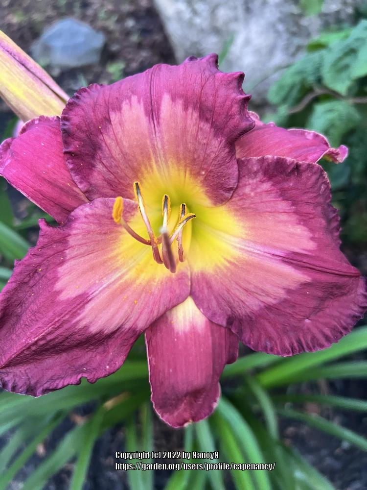 Daylily (Hemerocallis 'Semiramide') in the Daylilies Database - Garden.org