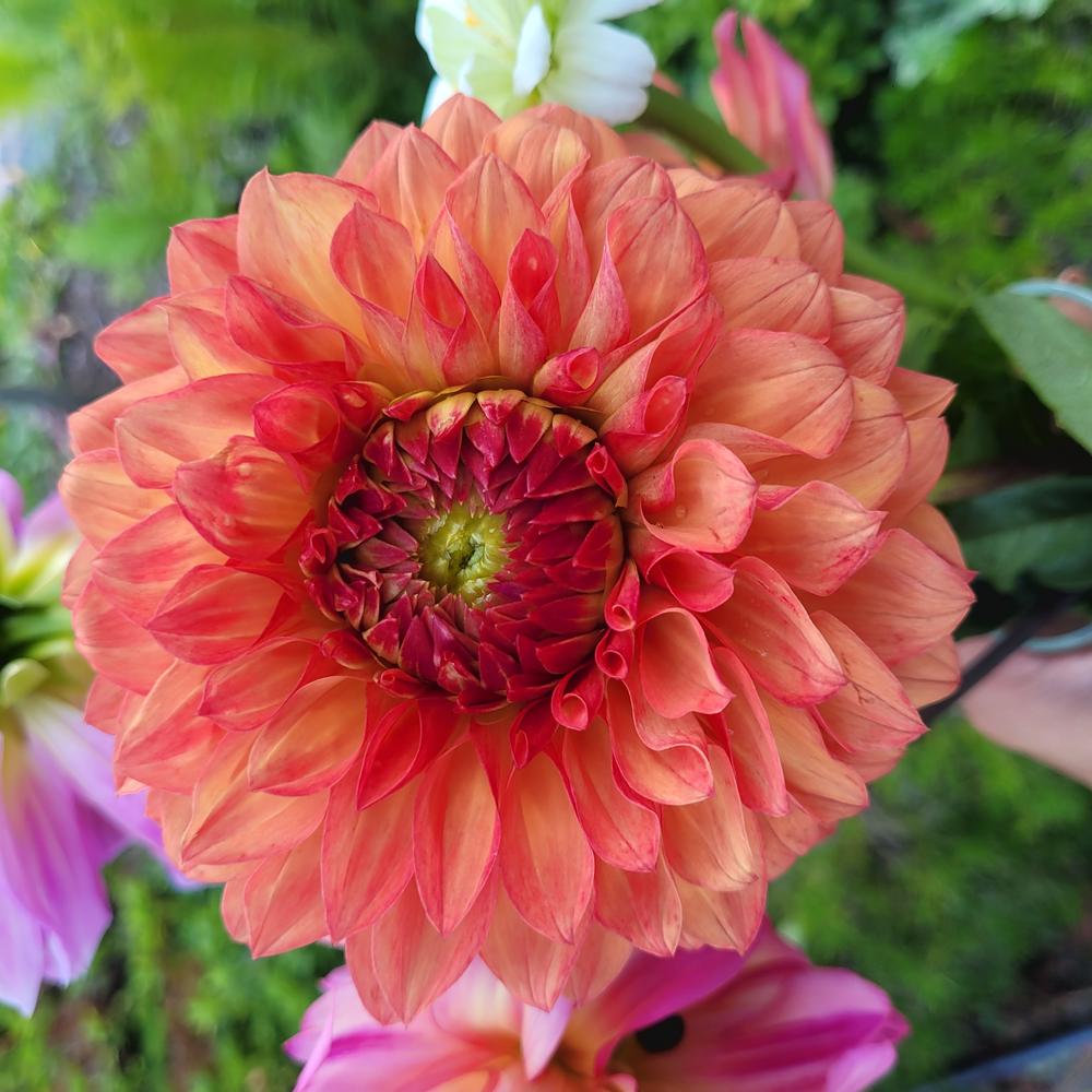 Photo of the bloom of Dahlia 'Verrone's Sandra J' posted by dnrevel ...