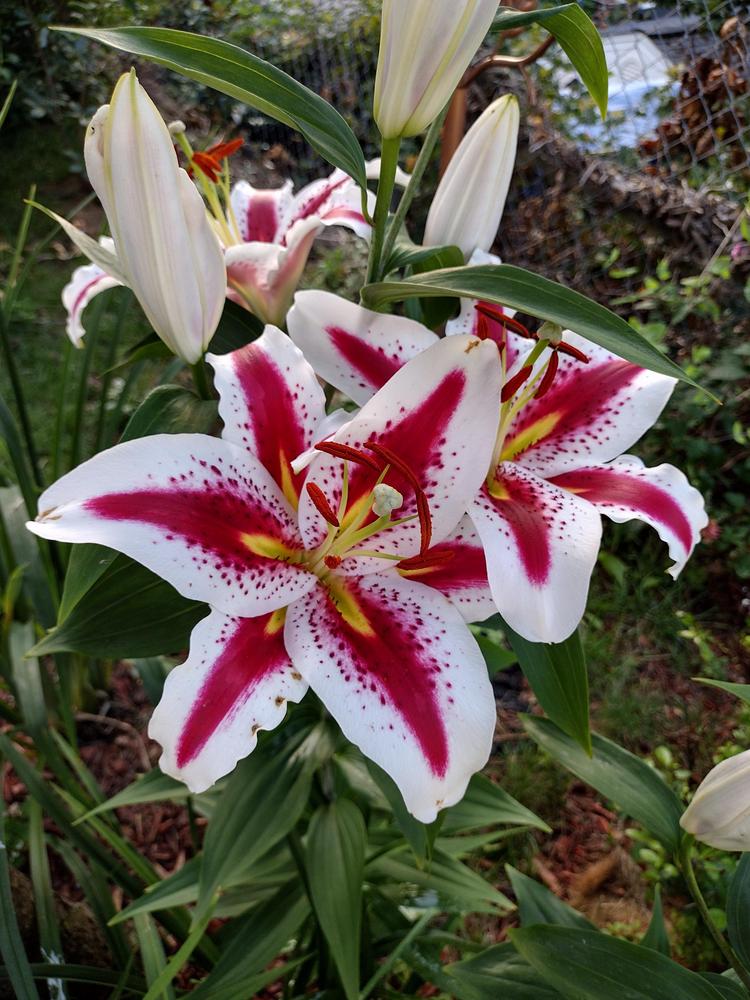 Photo of the bloom of Lily (Lilium 'Big Smile') posted by plasko20 ...