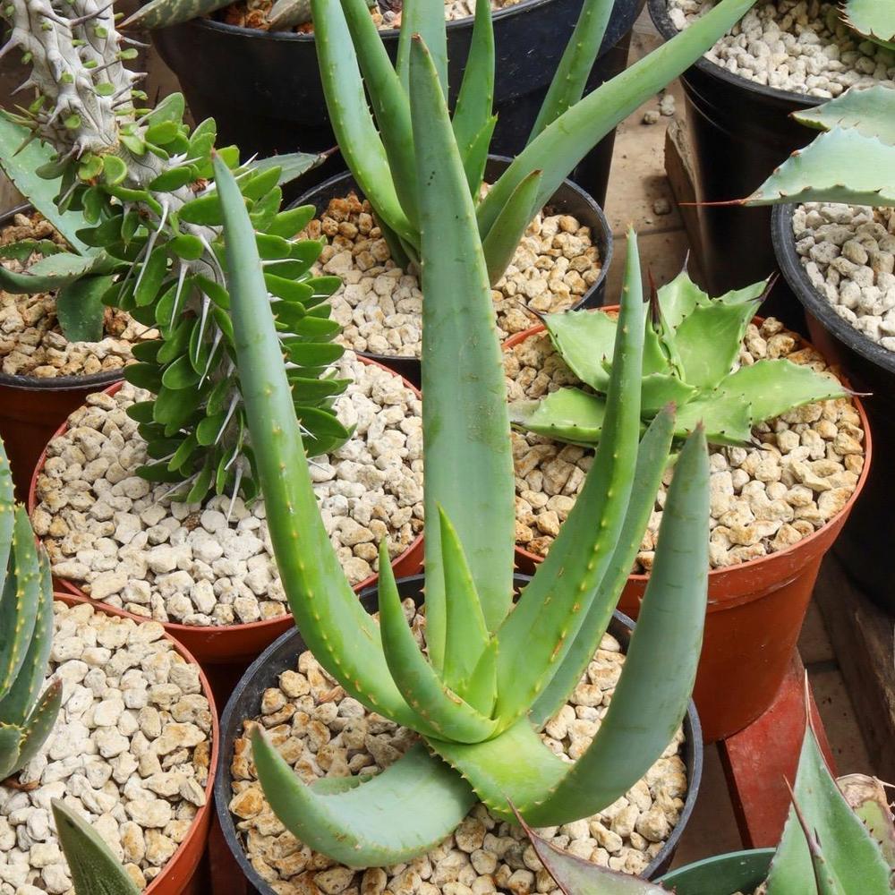 Photo of the seedling or young plant of Cat's Tail Aloe (Aloe castanea ...