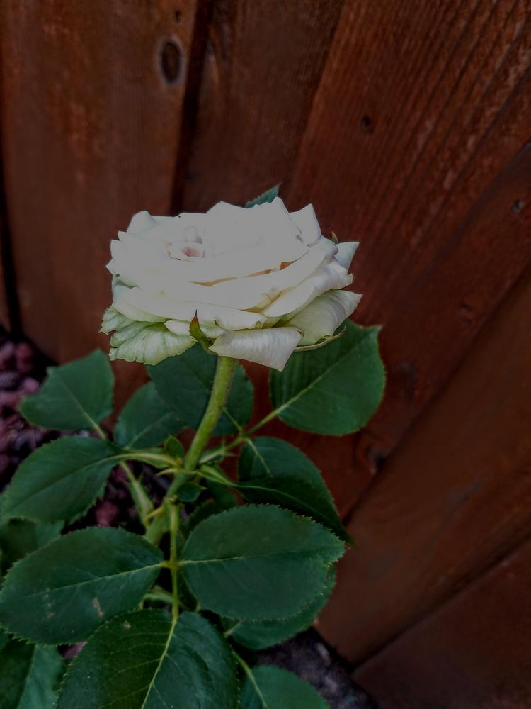 Photo of the bloom of Rose (Rosa 'Mint Julep') posted by Daisysdaughter ...