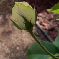 Rose (Rosa 'Mint Julep') in the Roses Database - Garden.org