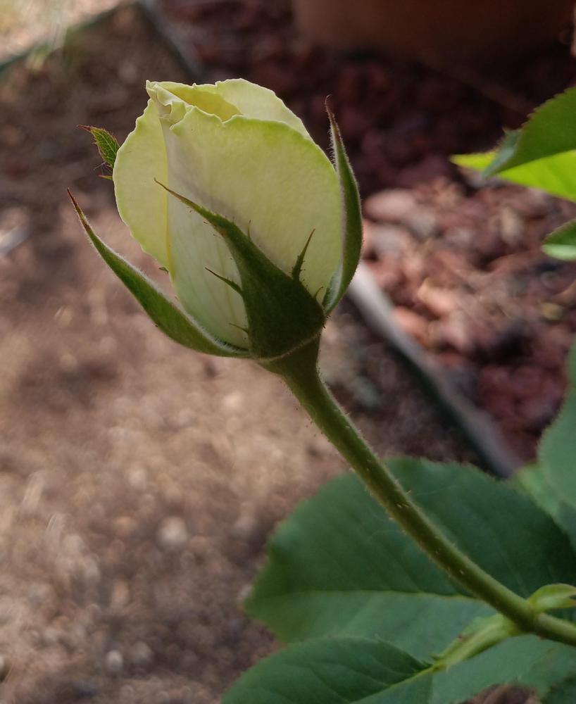 Photo of the bloom of Rose (Rosa 'Mint Julep') posted by Daisysdaughter ...