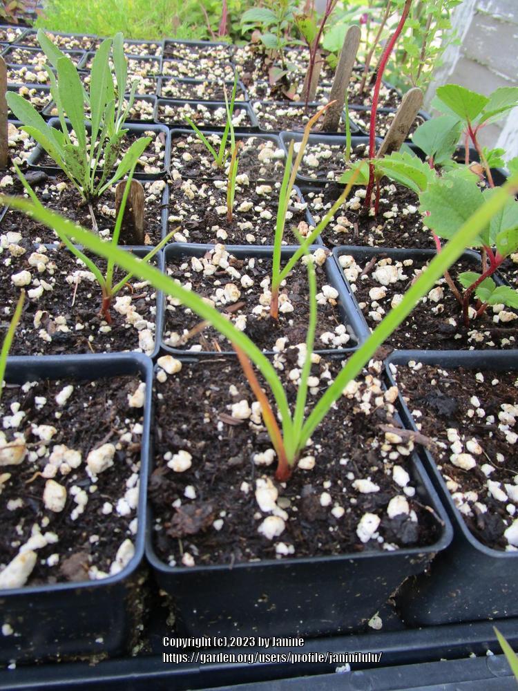 Photo of the seedling or young plant of Red Hot Poker (Kniphofia uvaria ...