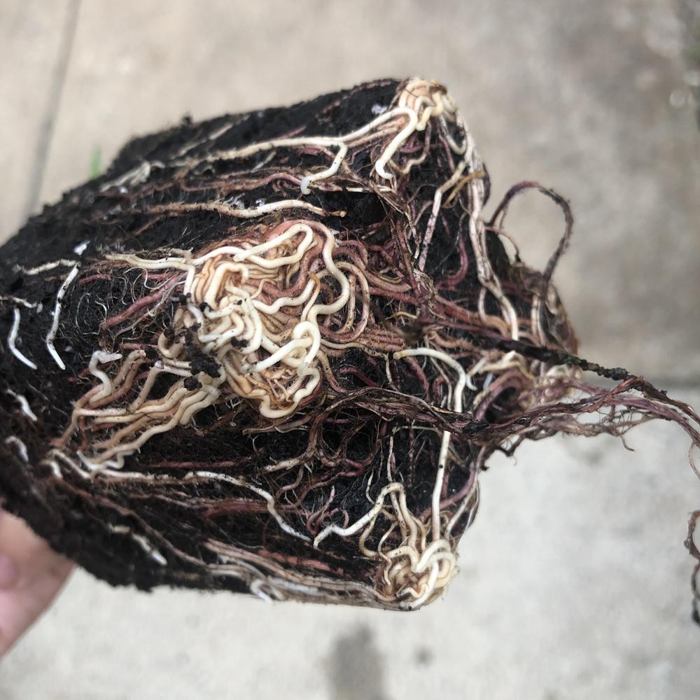 Photo of the roots of Dwarf Papyrus (Cyperus prolifer 'Cleopatra ...