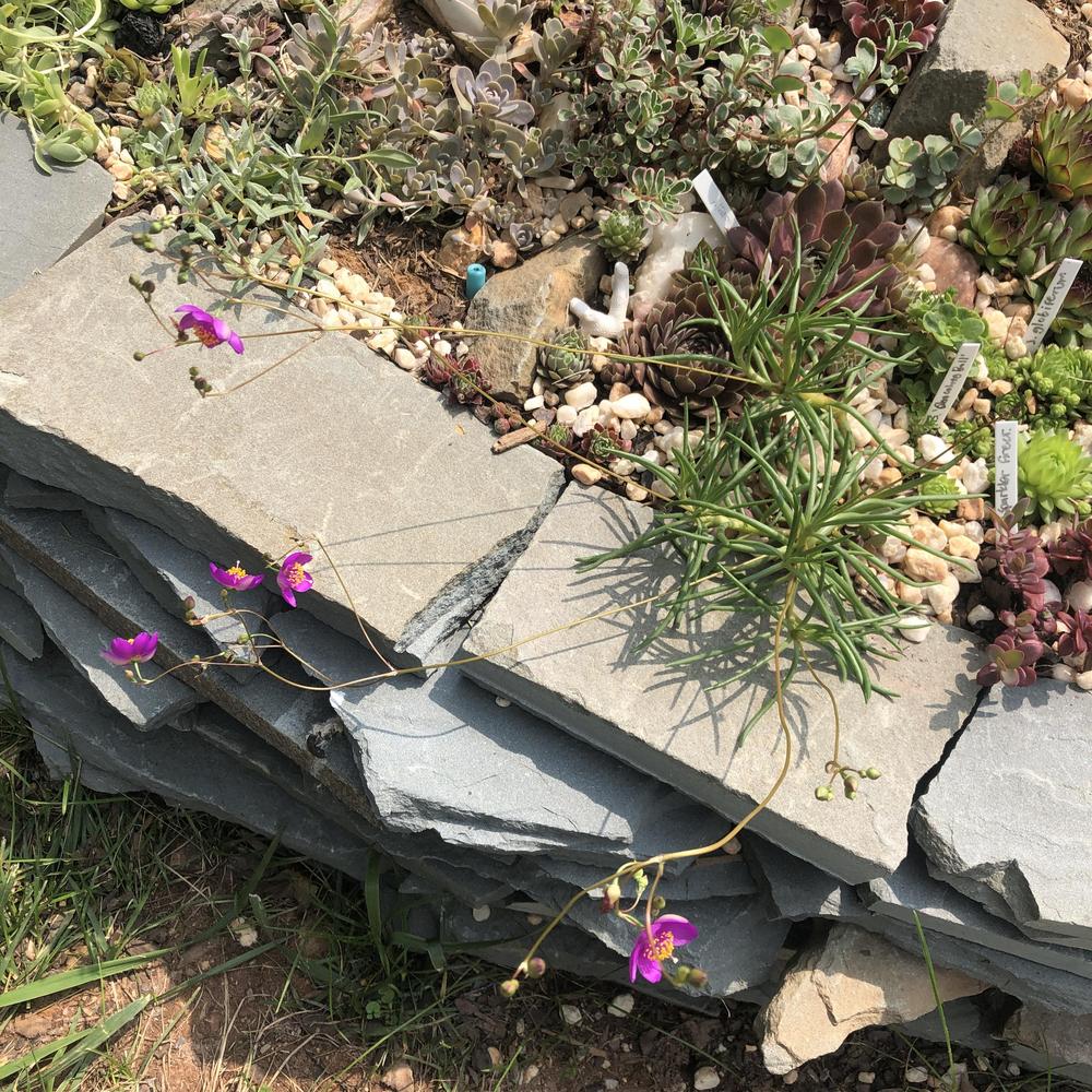 Photo of the entire plant of Fameflower (Phemeranthus calycinus) posted ...