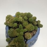 Photo of the entire plant of Monanthes (Monanthes polyphylla) posted by ...