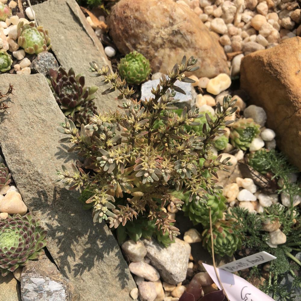 Photo of the seed pods or heads of Red Stonecrop (Sedum rubens 'Lizard ...