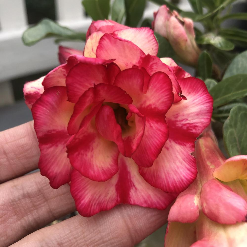 Desert Rose (Adenium 'Wild Rose') in the Adeniums Database - Garden.org