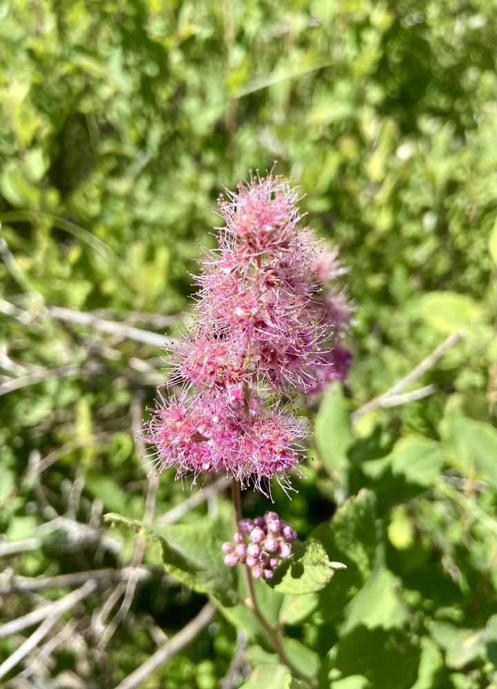 Hardhack (Spiraea douglasii) in the Spiraeas Database - Garden.org