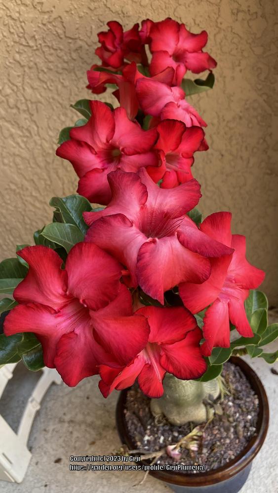 Desert Rose (Adenium 'Red Dragon') in the Adeniums Database - Garden.org
