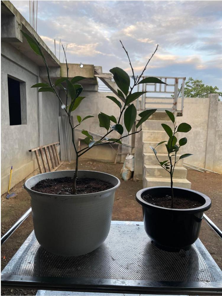 Key lime Leaf Disease or Pests? in the Ask a Question forum - Garden.org